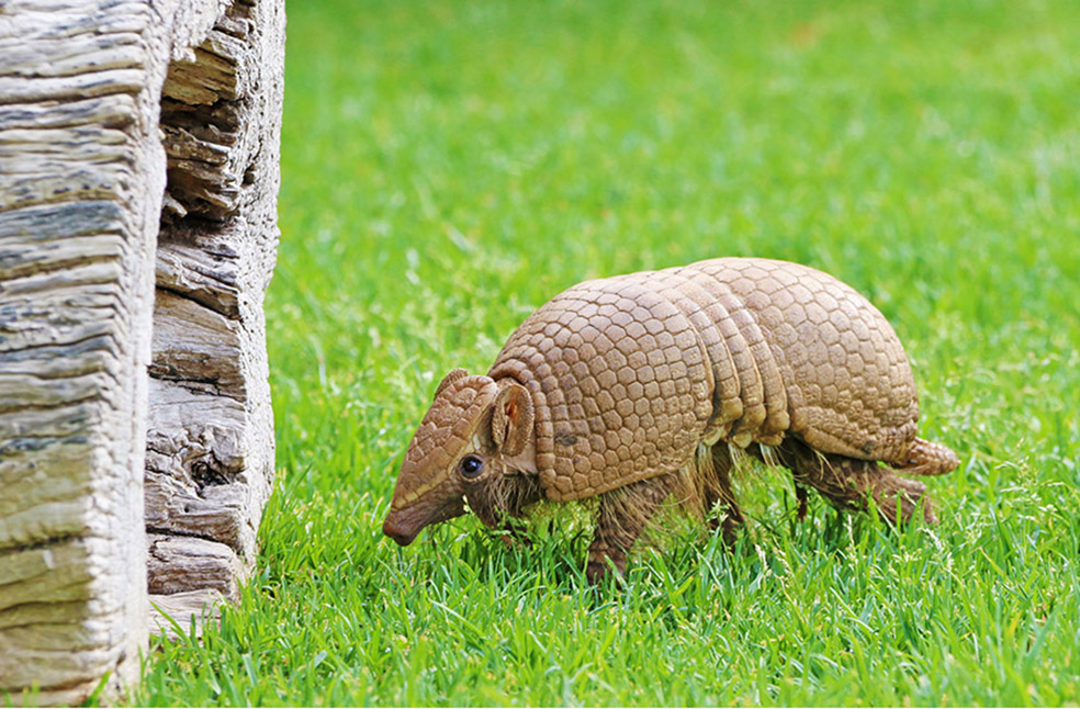 Animal, vegetable and mineral - where to visit in algarve | Blog