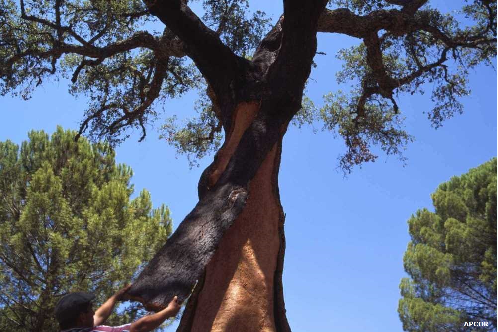 Cork – a renewable and natural material | Blog